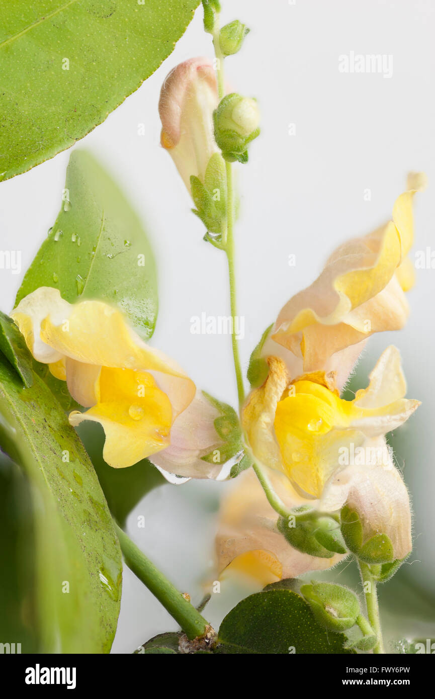 White dew garden hi-res stock photography and images - Alamy