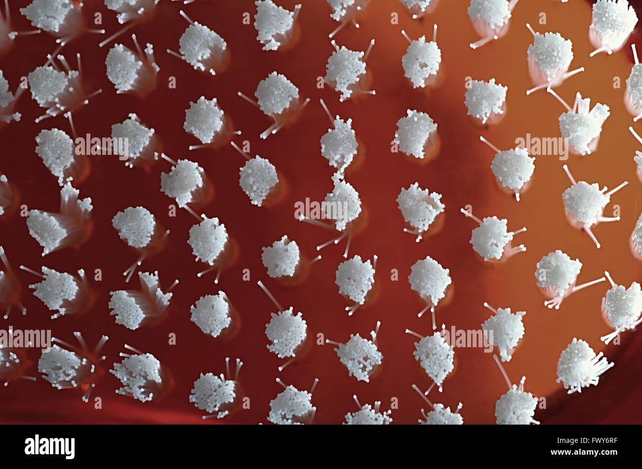 Brush with white bristles, closeup texture background Stock Photo - Alamy