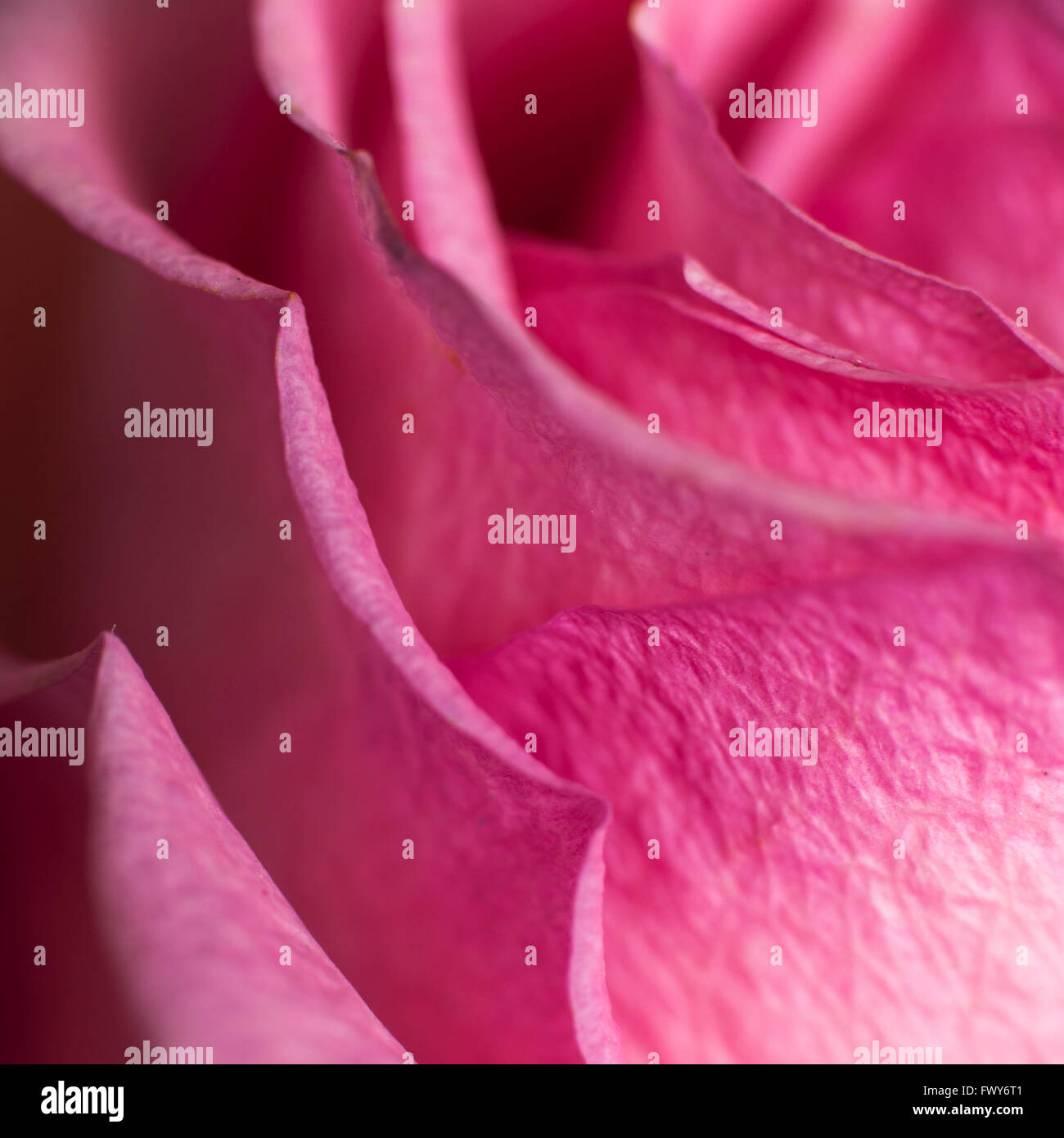 Rose petal detail hi-res stock photography and images - Alamy