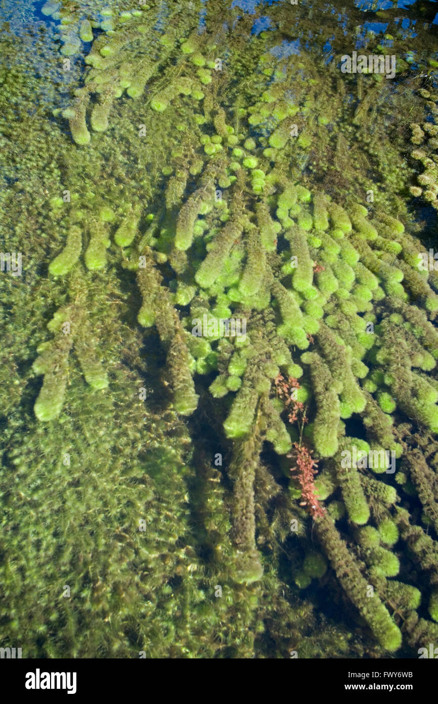 Water covered by seaweed Stock Photo - Alamy