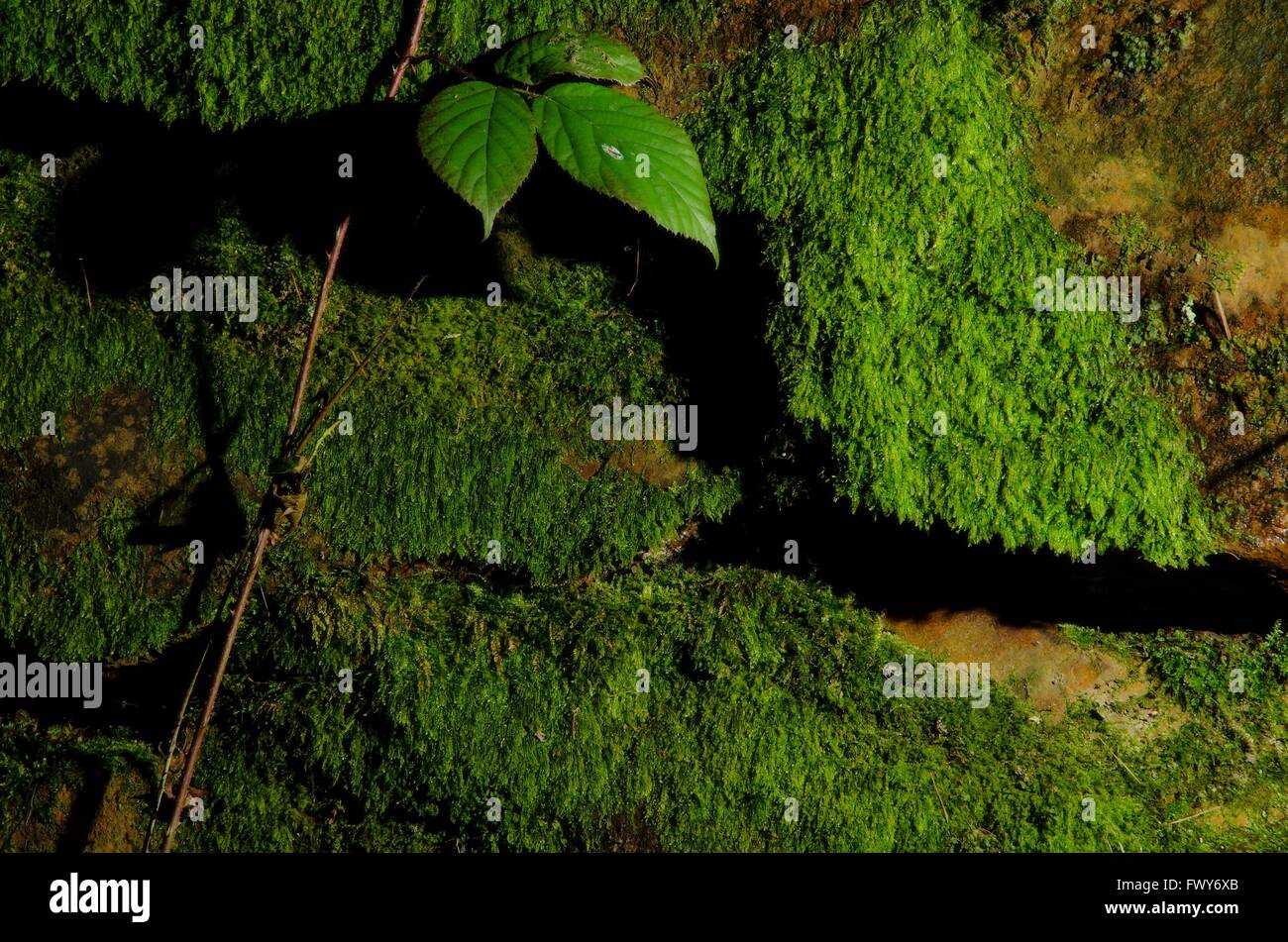 Mossy surface of rock texture, dirty wild stone Stock Photo - Alamy