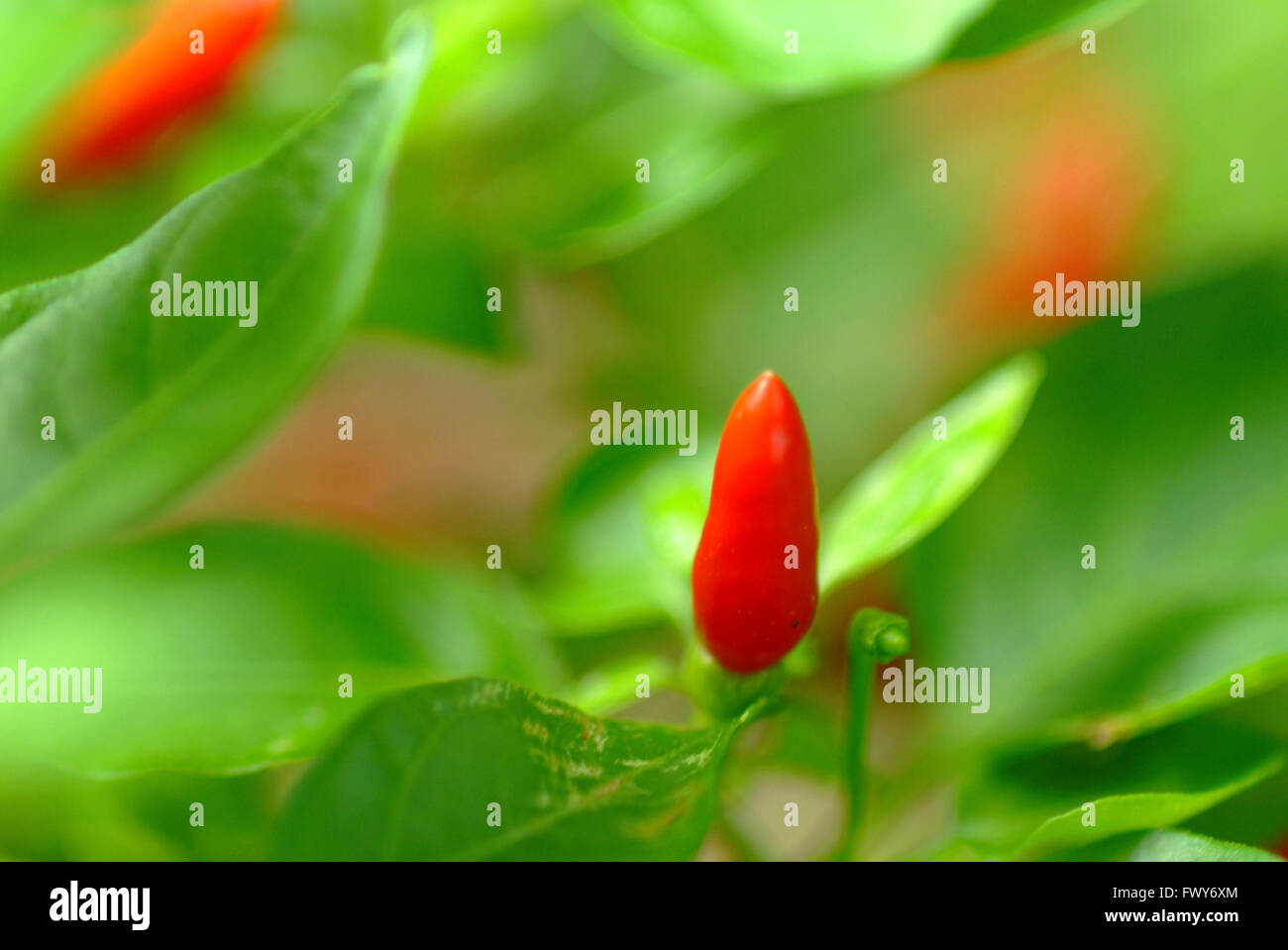 Red chilli pepper in the vegetable garden Stock Photo - Alamy