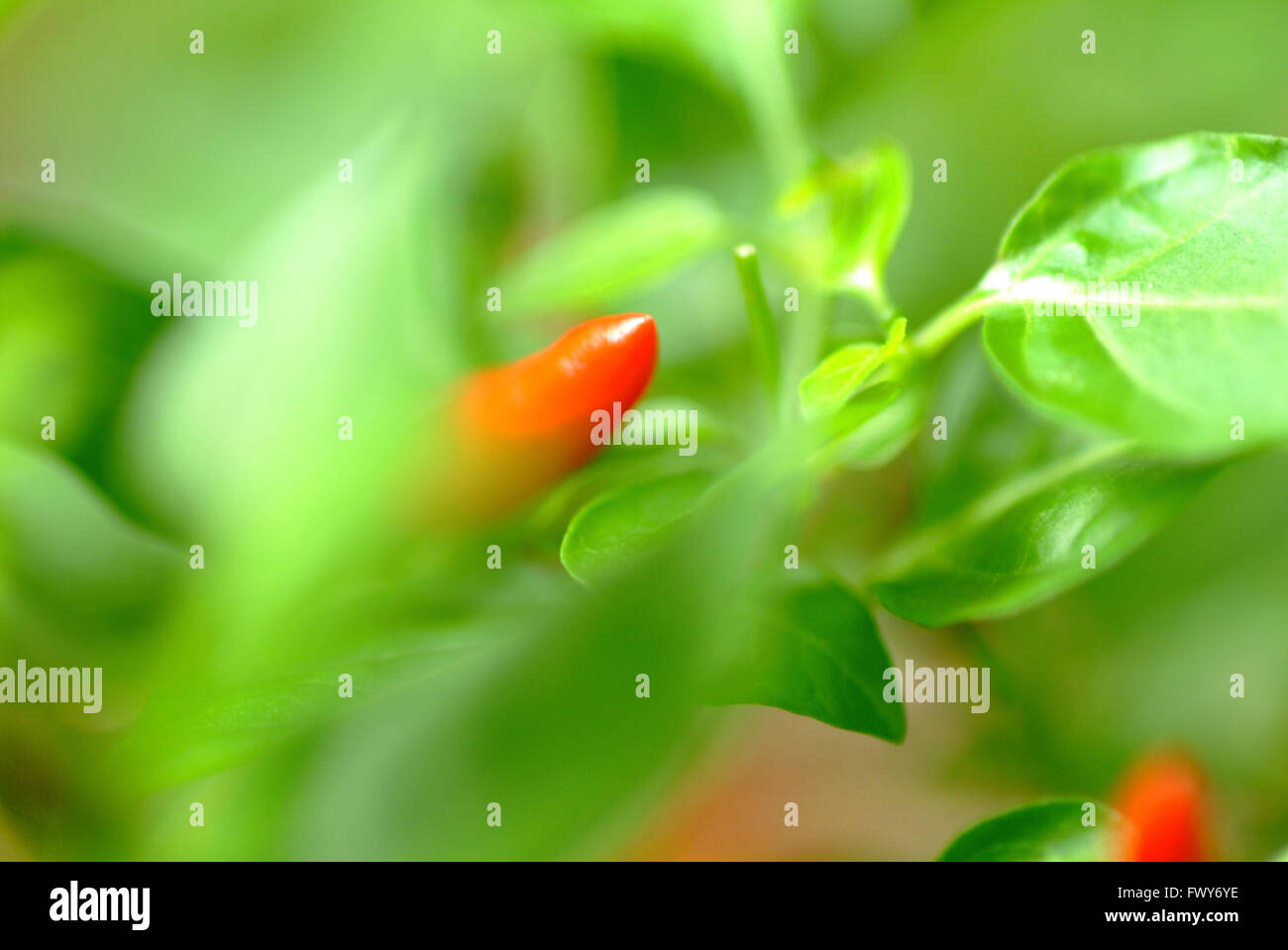 Red chilli pepper in the vegetable garden Stock Photo - Alamy