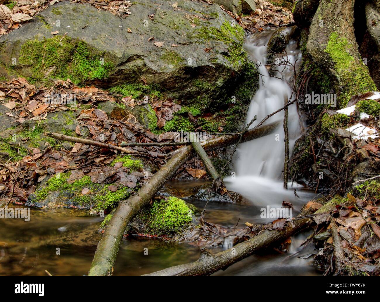 Amazing stream detail with branches and mossy rock Stock Photo - Alamy