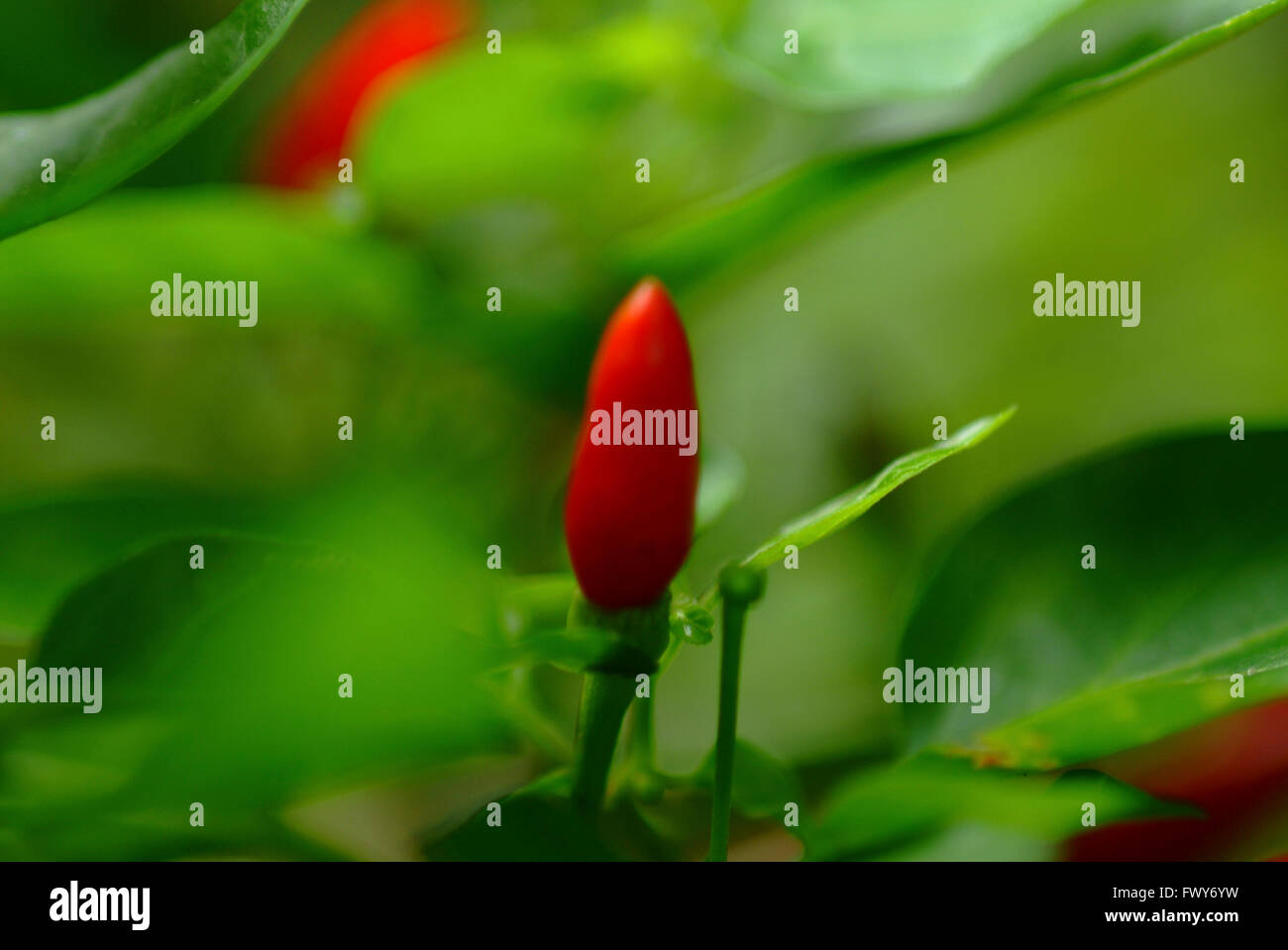 Red chilli pepper in the vegetable garden Stock Photo - Alamy