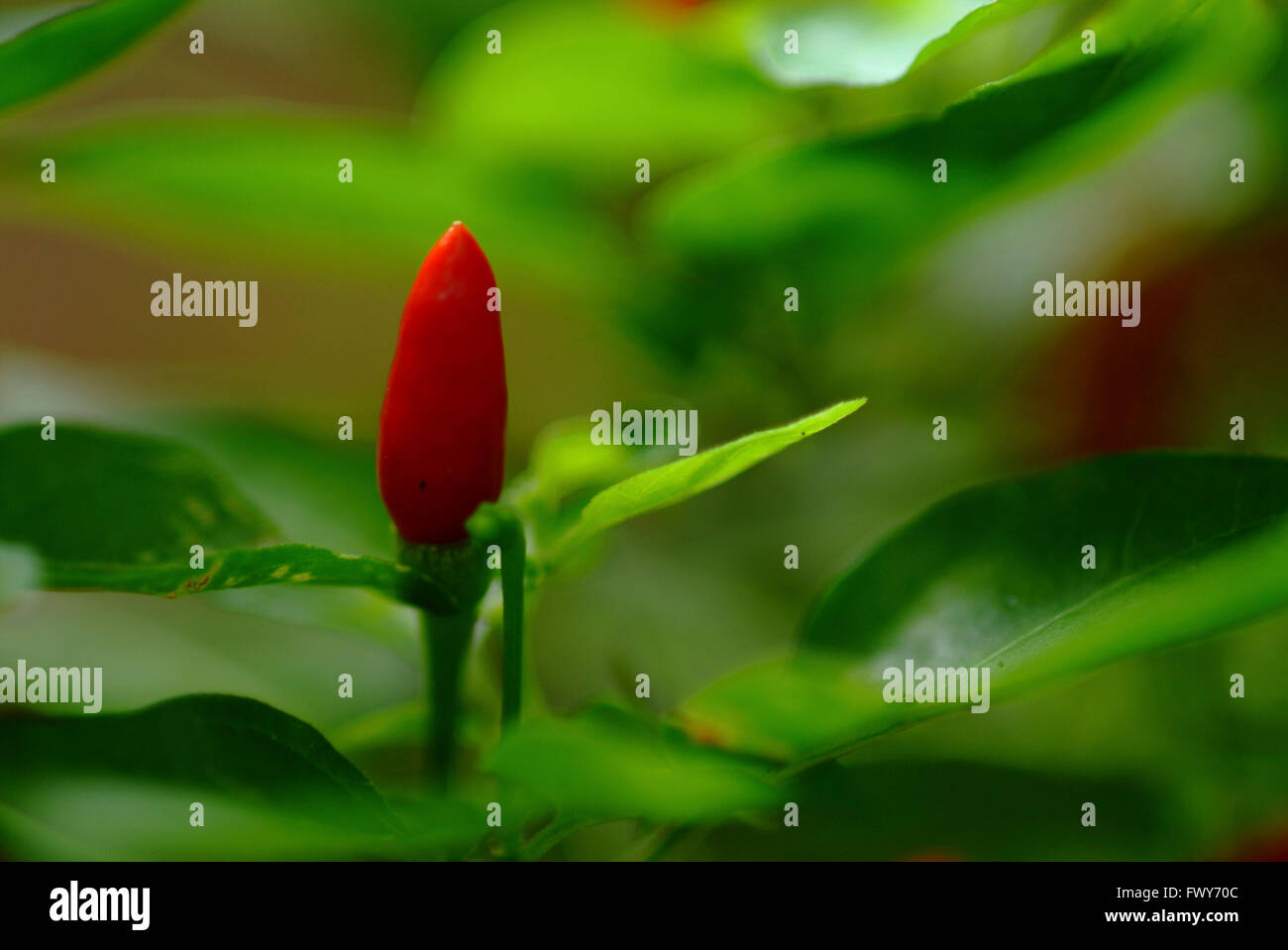 Red chilli pepper in the vegetable garden Stock Photo - Alamy