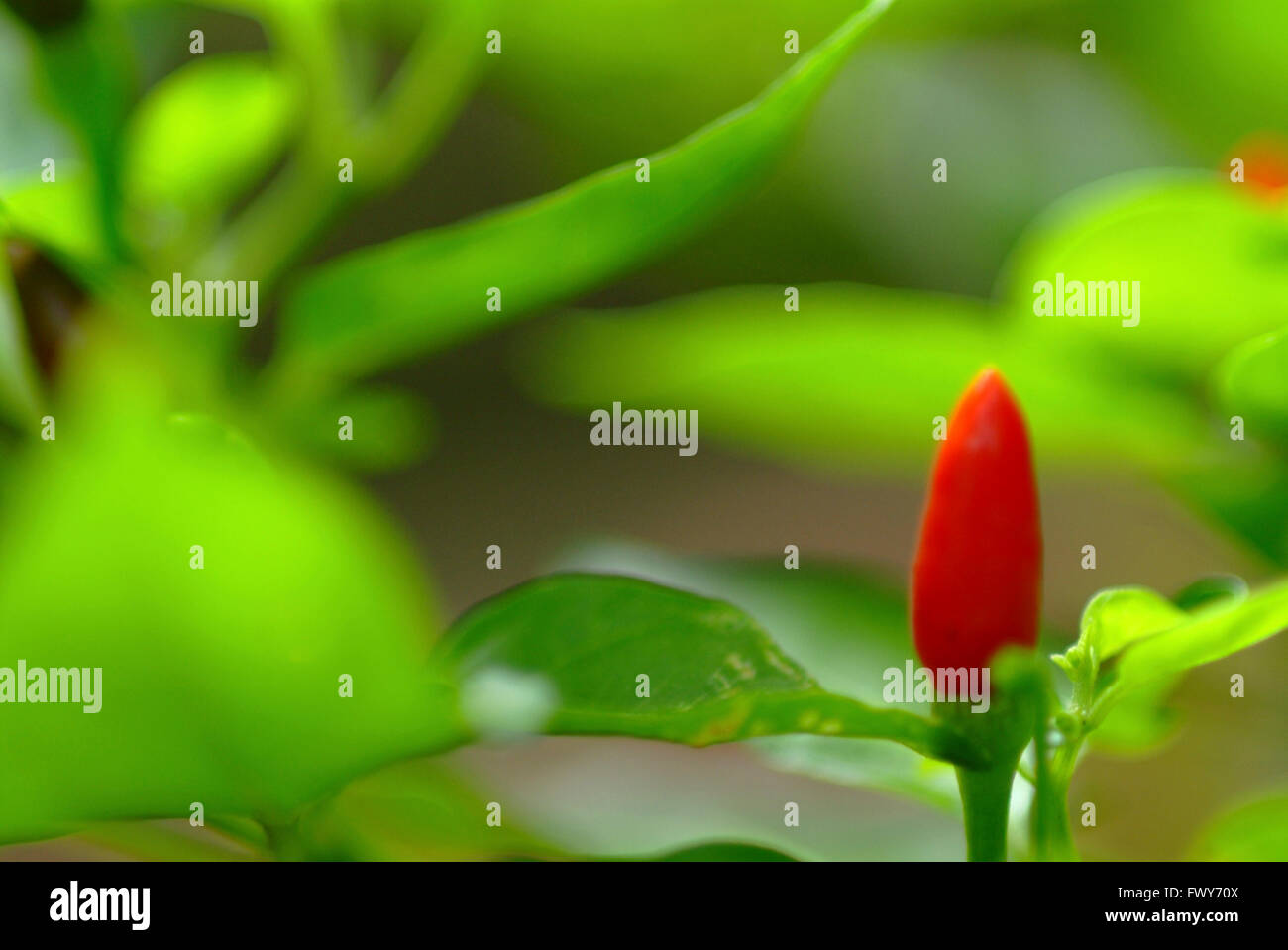 Red chilli pepper in the vegetable garden Stock Photo - Alamy