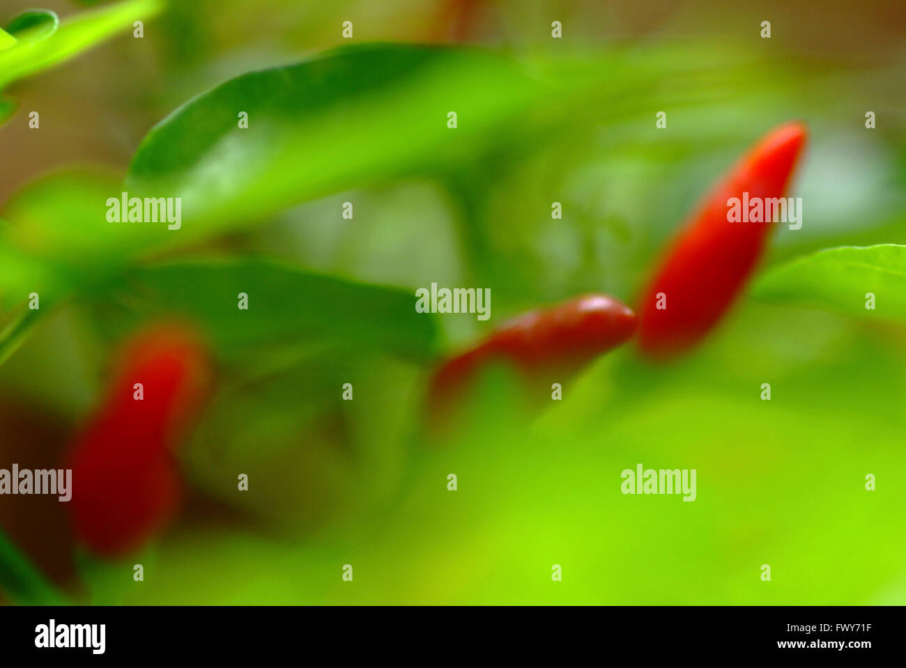 Red chilli pepper in the vegetable garden Stock Photo - Alamy