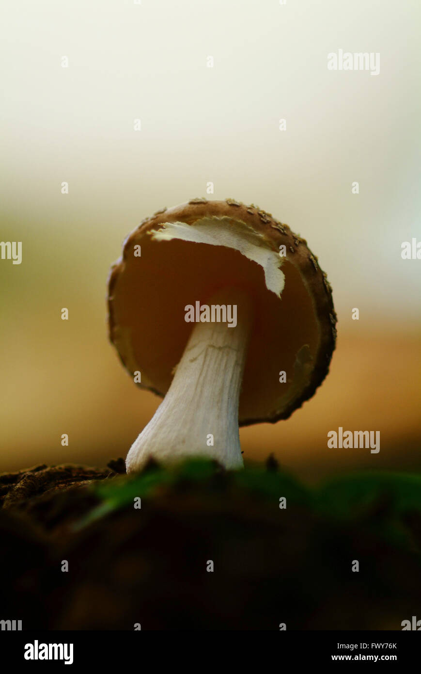 Basidiomycota mushroom hi-res stock photography and images - Alamy