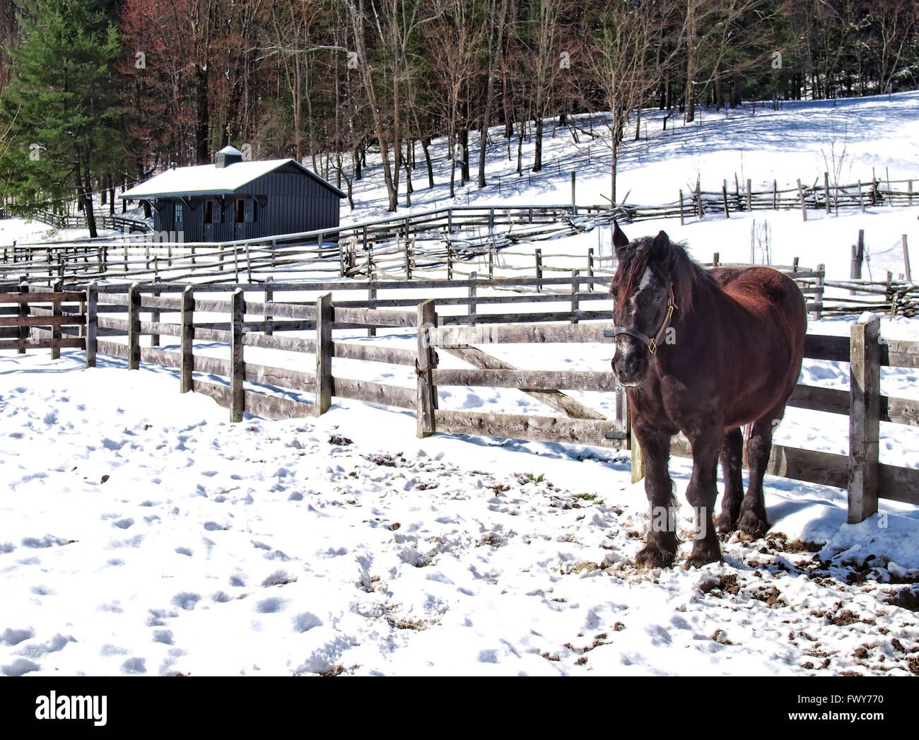 work horse grazing in pasture Stock Photo - Alamy
