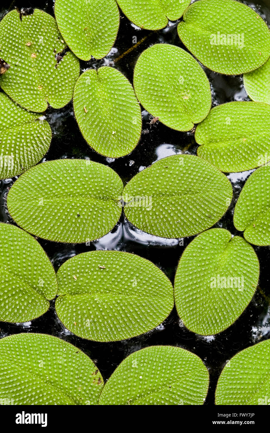 Organic Shape Photography