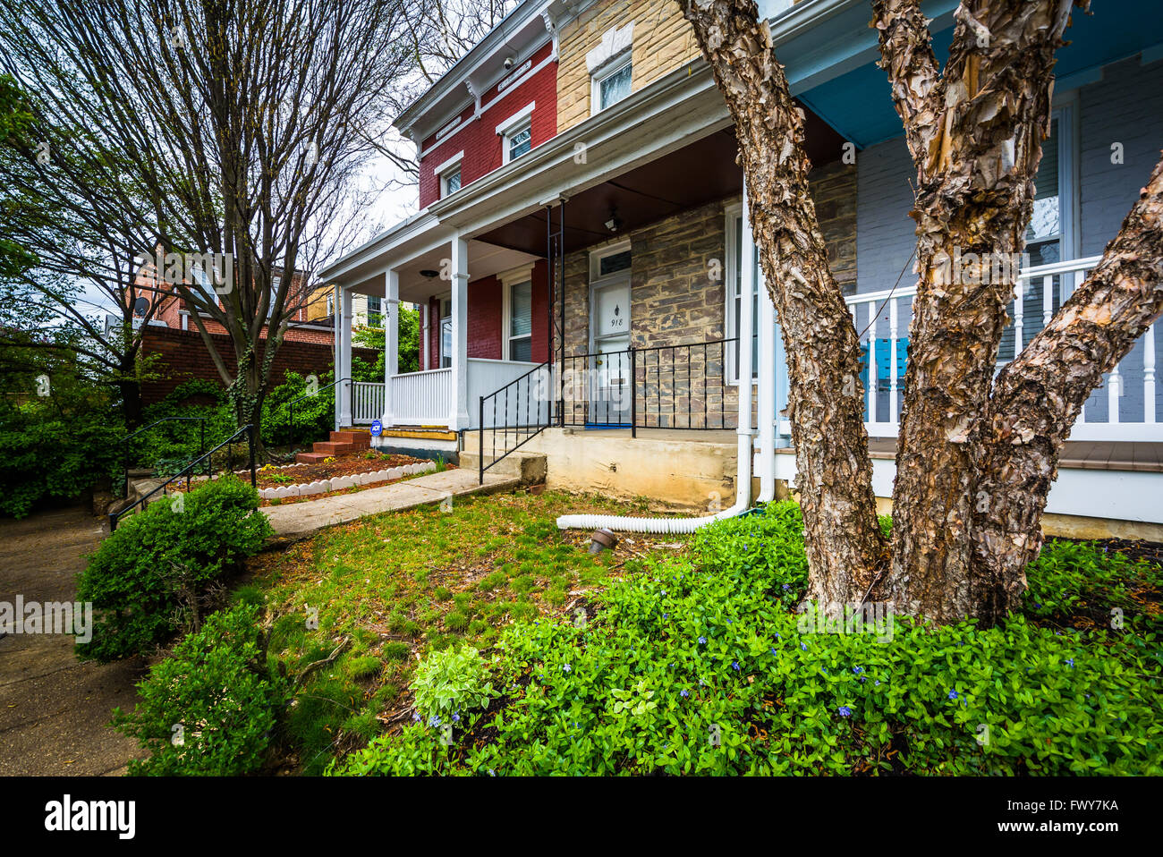 Trees and bushes in front of houses in Hampden, Baltimore, Maryland ...