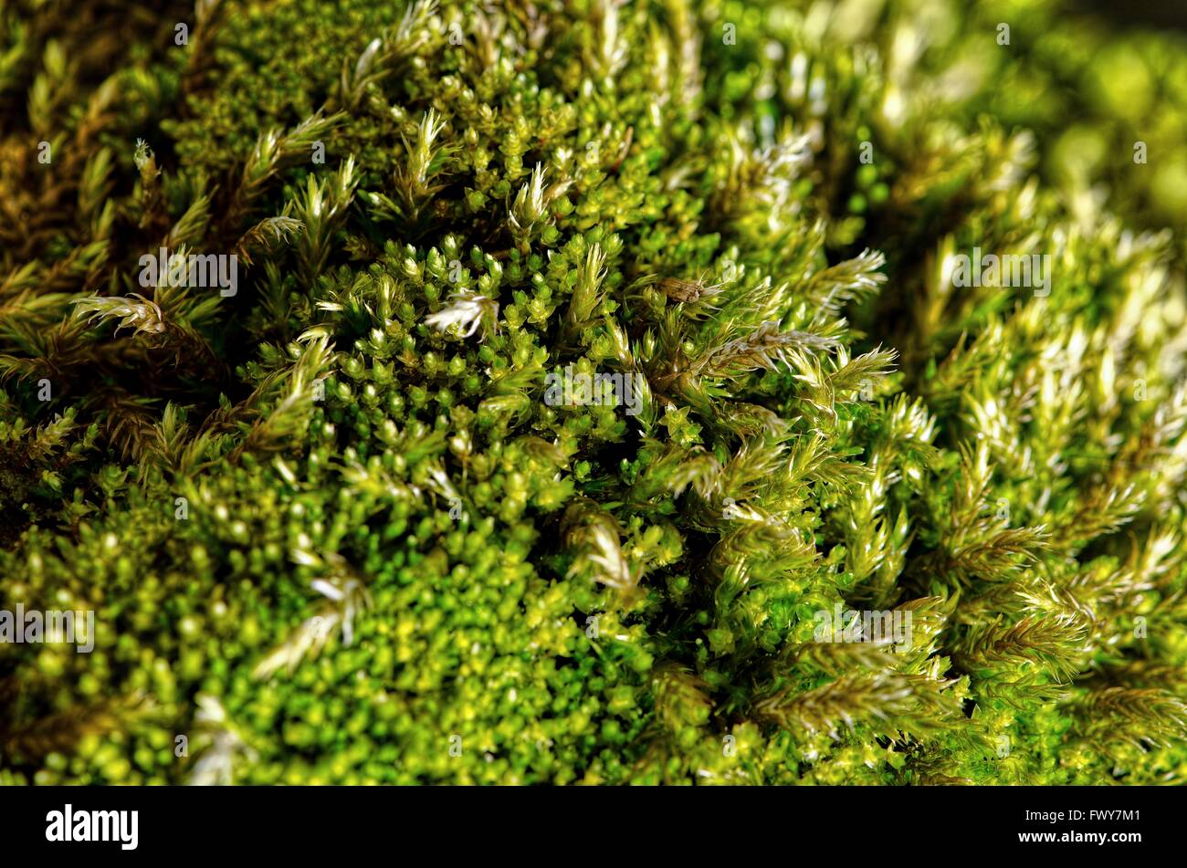 Moss detail texture in side sun light Stock Photo - Alamy
