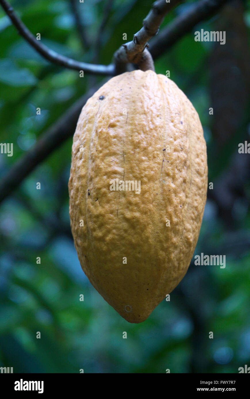 Yellow cocoa on the tree, chocolate fruit Stock Photo - Alamy