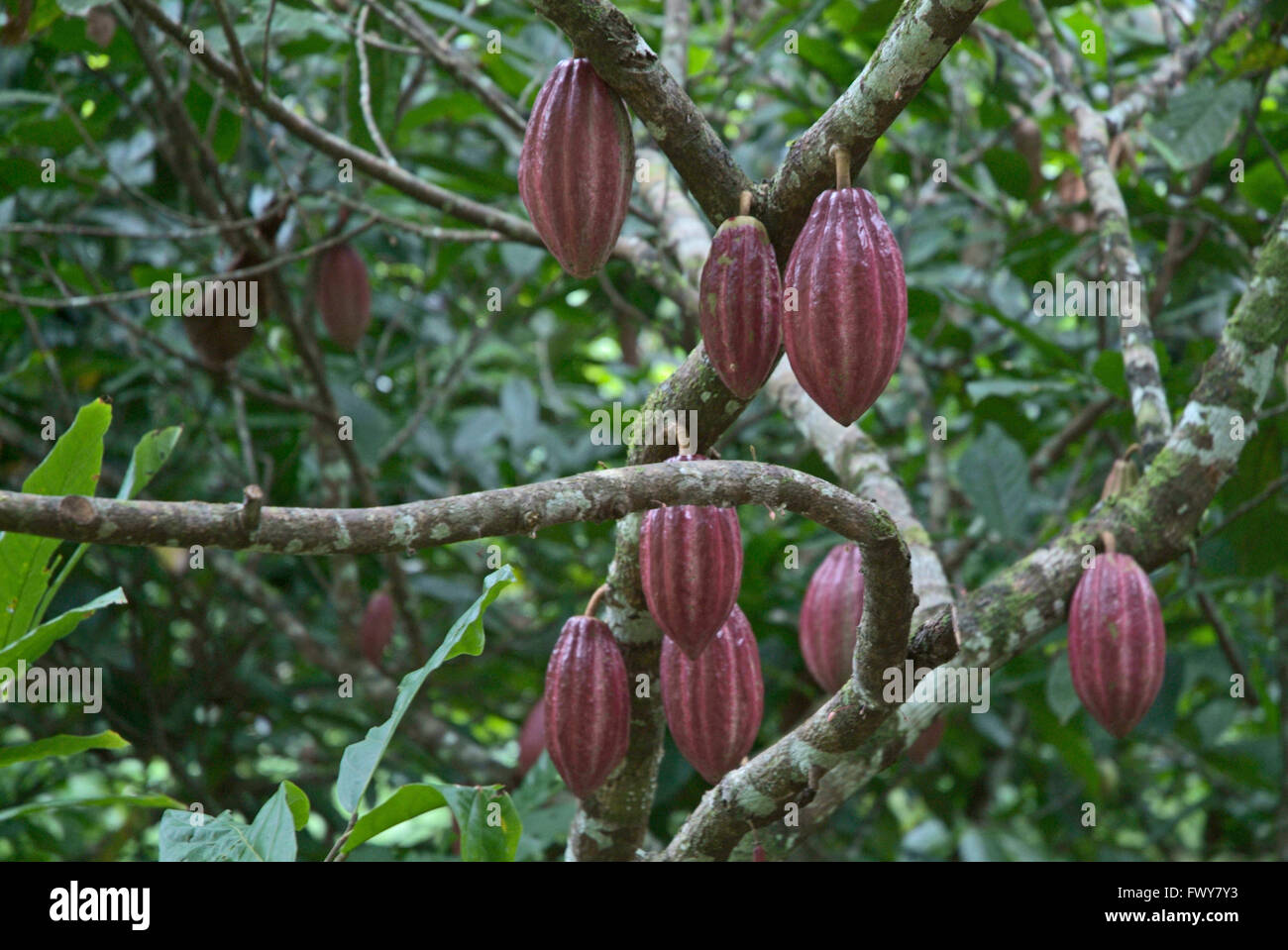 Red cocoa hanging on the trunk, chocolate fruit Stock Photo - Alamy