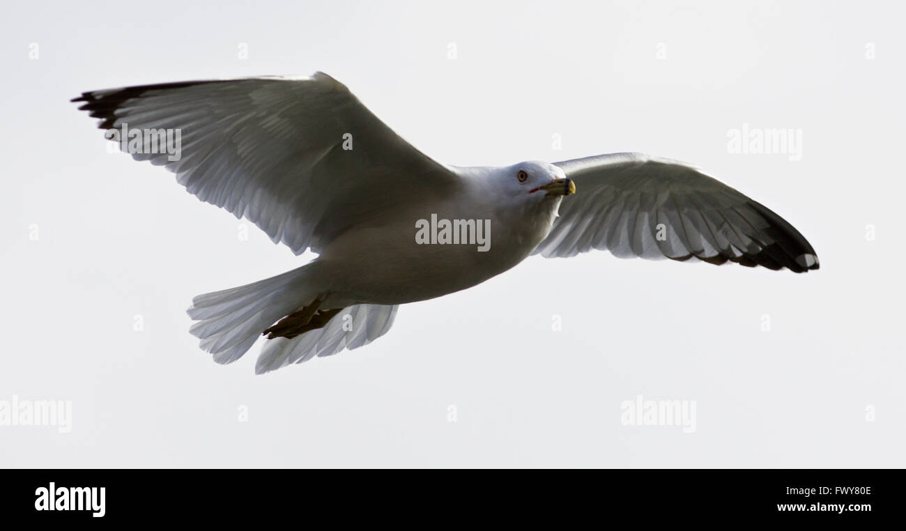 Beautiful confident gull is flying in the sky Stock Photo - Alamy