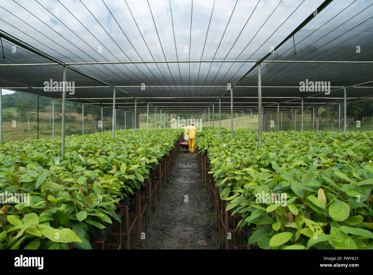 Cocoa seedlings, cocoa farm Stock Photo - Alamy