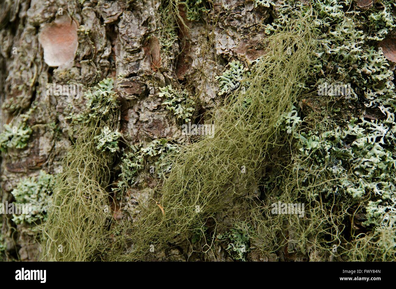 Texture pattern of mossy bark, closeup shot Stock Photo - Alamy