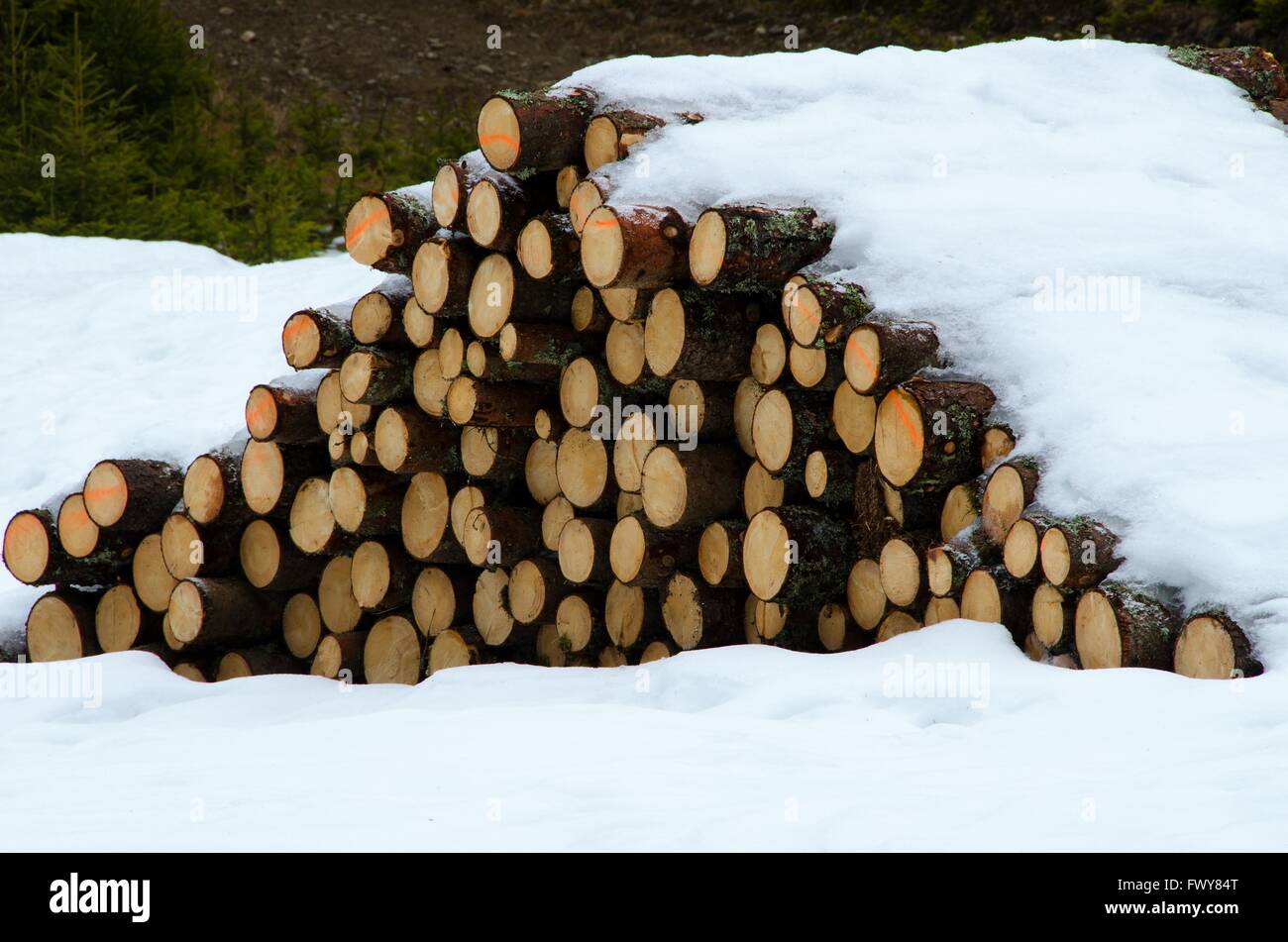 Lot of logs under snow in damaged landscape Stock Photo - Alamy