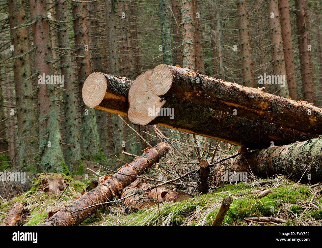 Cut trees hi-res stock photography and images - Alamy