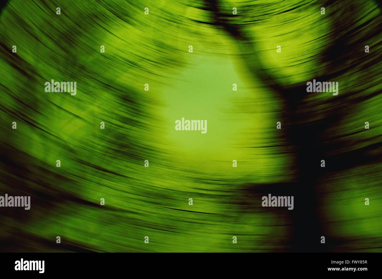 Trees vortex in side sun light, sky background Stock Photo - Alamy