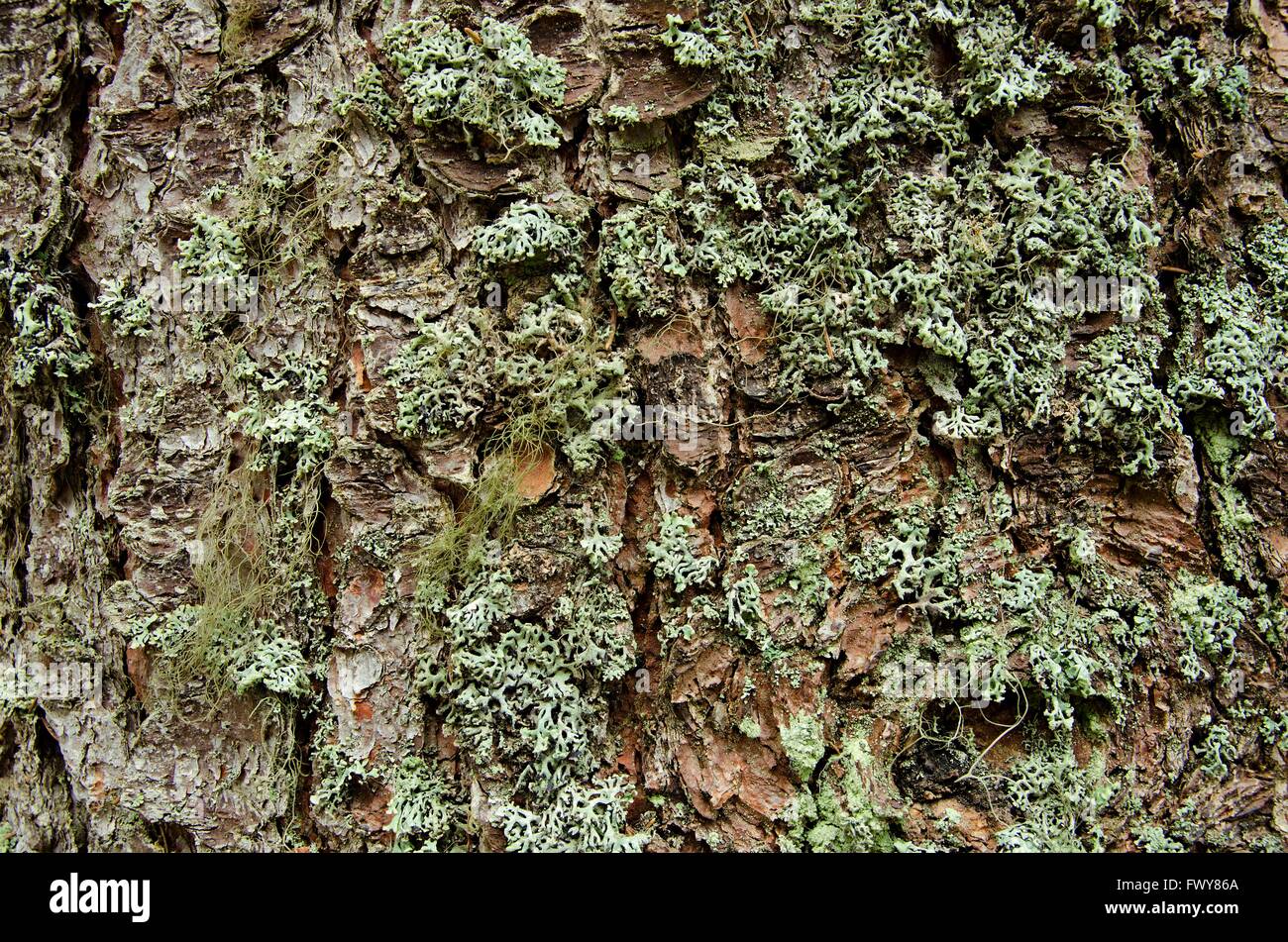 Closeup shot hi-res stock photography and images - Alamy