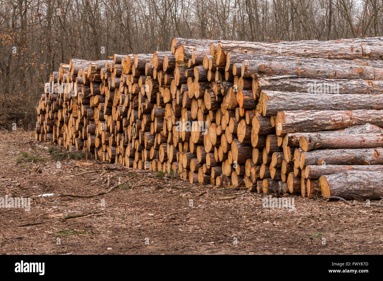 Big pile of pine wood in the forest Stock Photo - Alamy