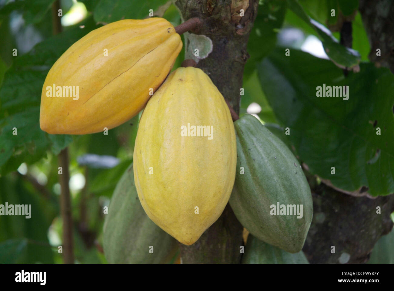 Cocoa hanging on the trunk hi-res stock photography and images - Alamy