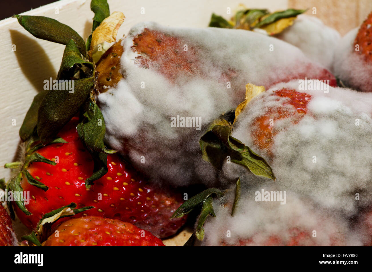 Lot of old mold strawberries, nice texture of mold Stock Photo - Alamy