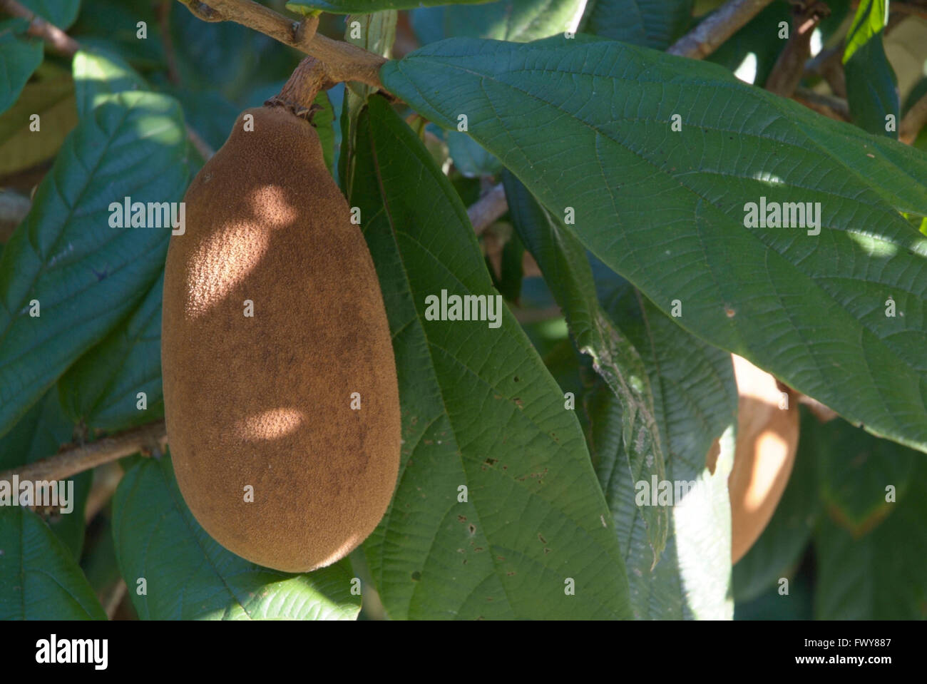 Cupuacu hanging on the tree hi-res stock photography and images - Alamy