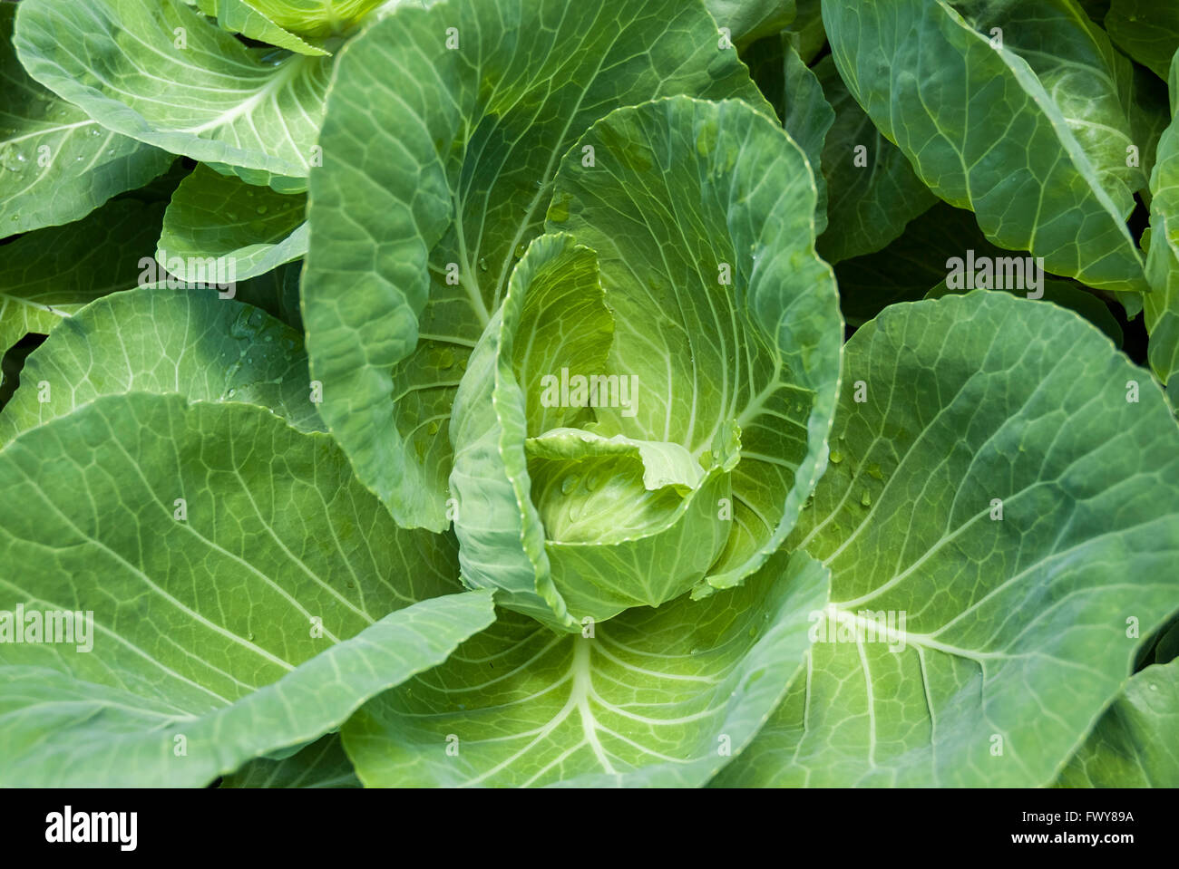 Green cabbage plant Stock Photo - Alamy