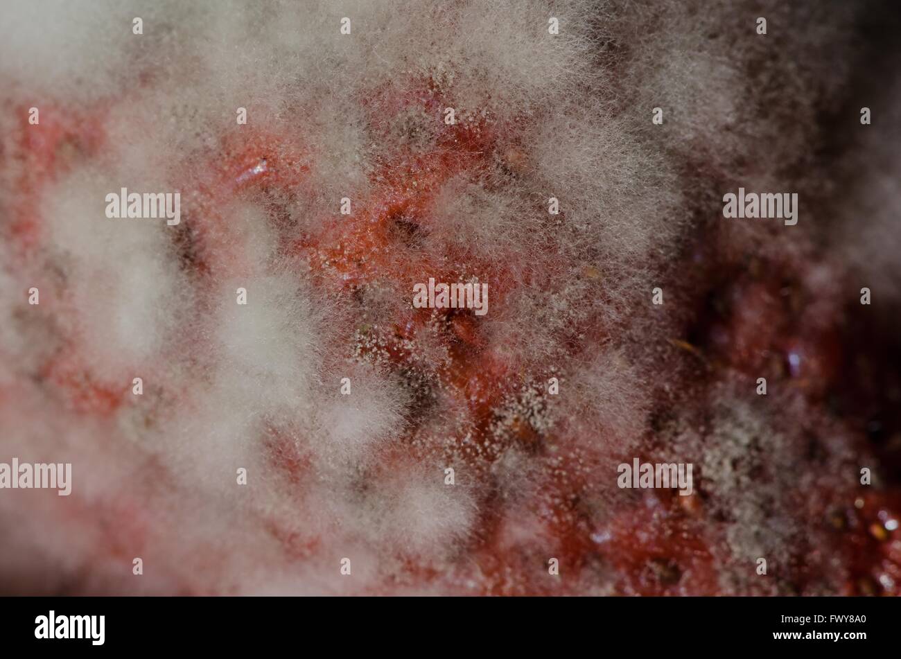 Lot of old mold strawberries, nice texture of mold Stock Photo - Alamy