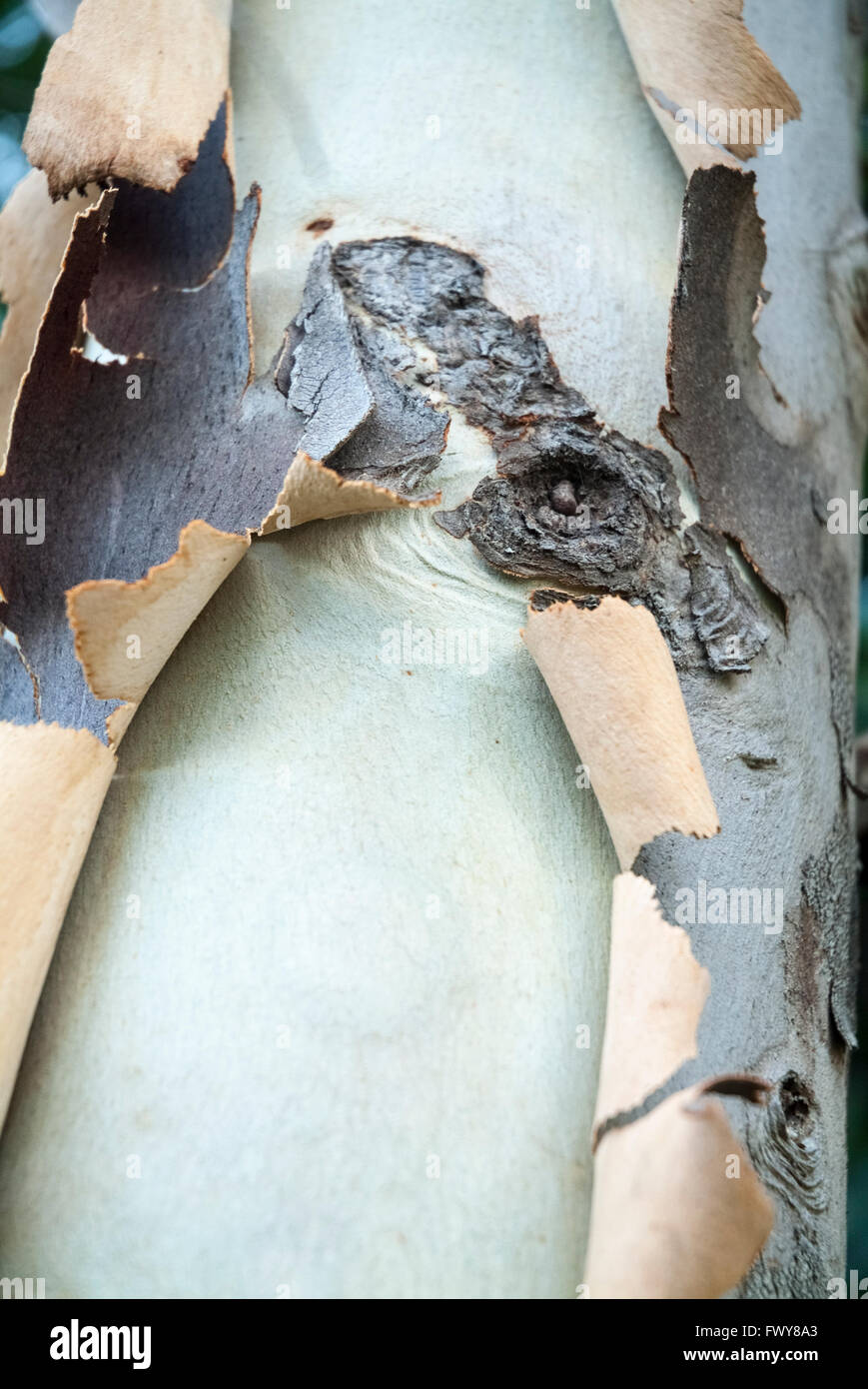 Tree trunk detail Stock Photo - Alamy Tree trunk detail Stock Photo - Alamy