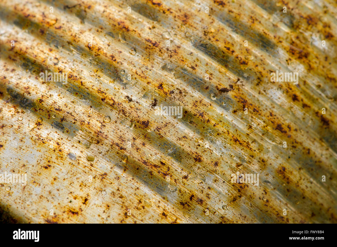 Old rusty background texture of iron can Stock Photo - Alamy