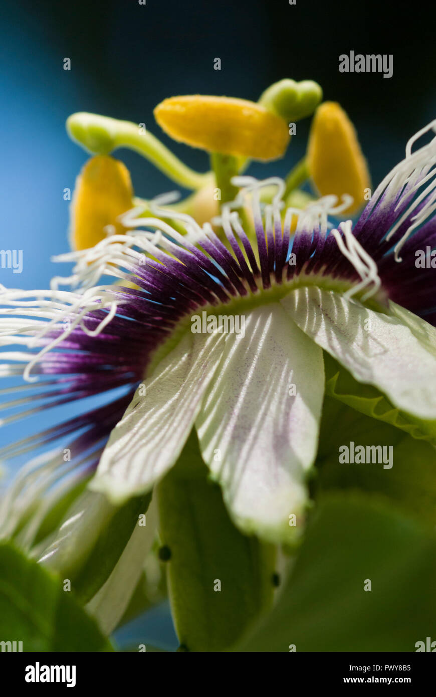 Perfumed passion flower hi-res stock photography and images - Alamy