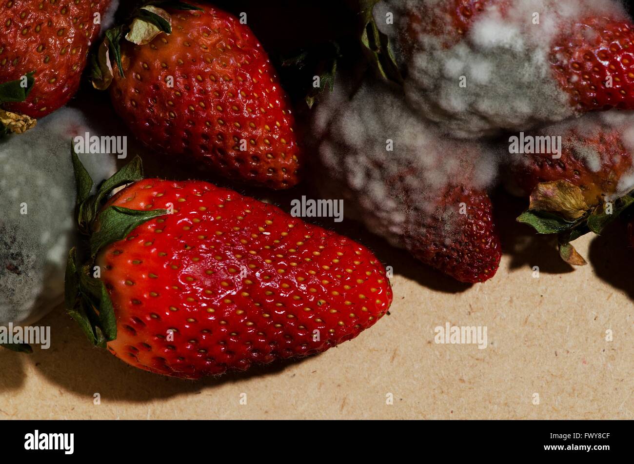 Lot of old mold strawberries, nice texture of mold Stock Photo - Alamy