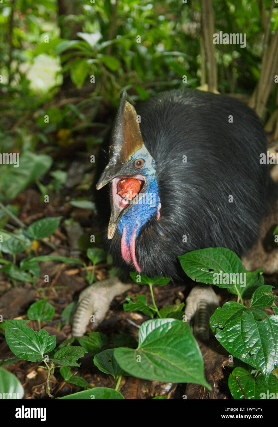 Australian cassowary eat hi-res stock photography and images - Alamy