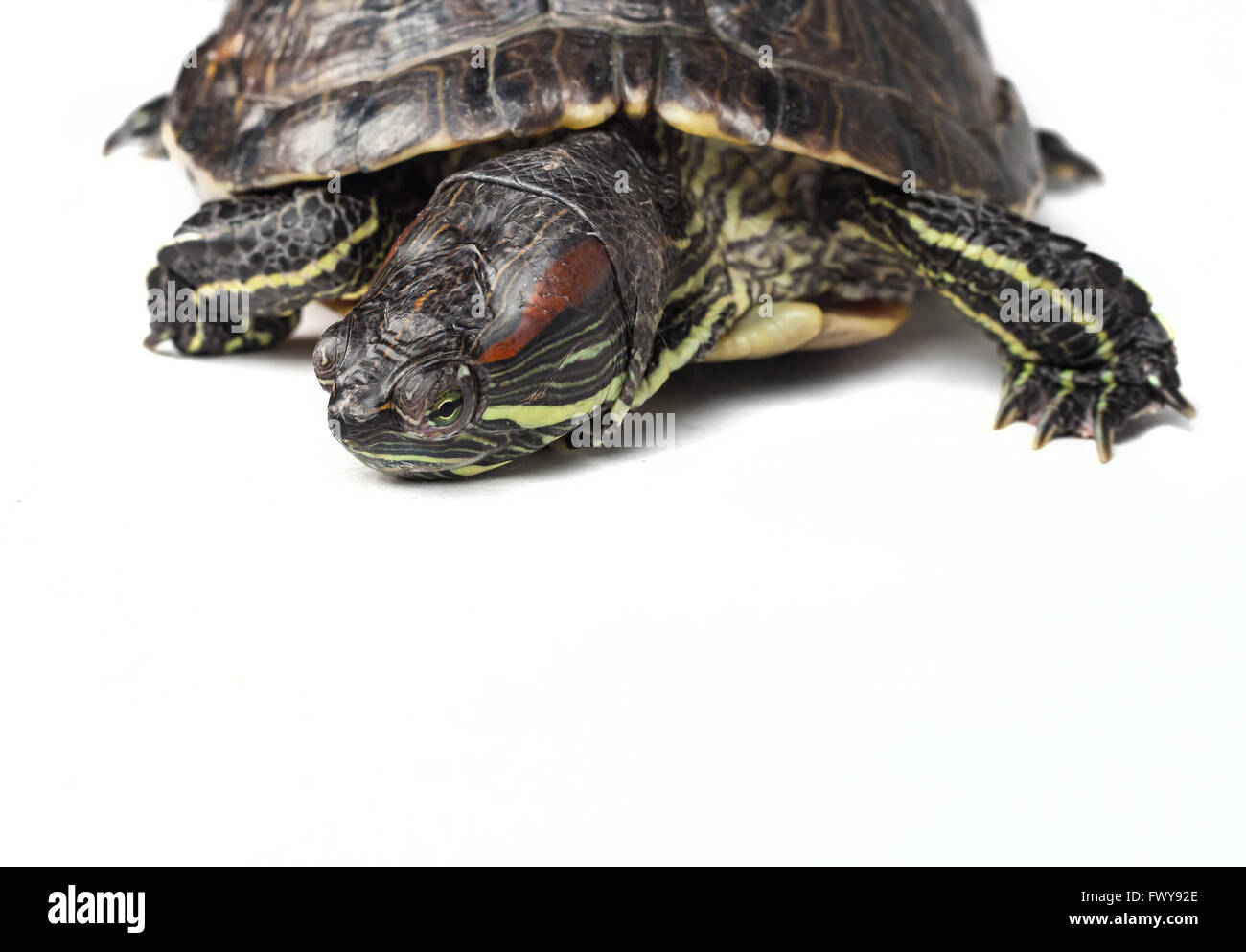 Aquatic background slow motion tropical hi-res stock photography and ...