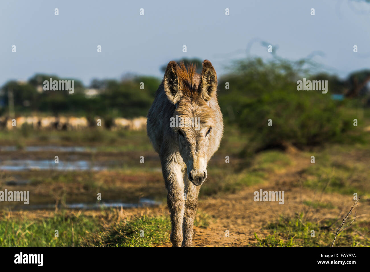 Indian donkey grazing. Many donkeys in India work long hours on ...