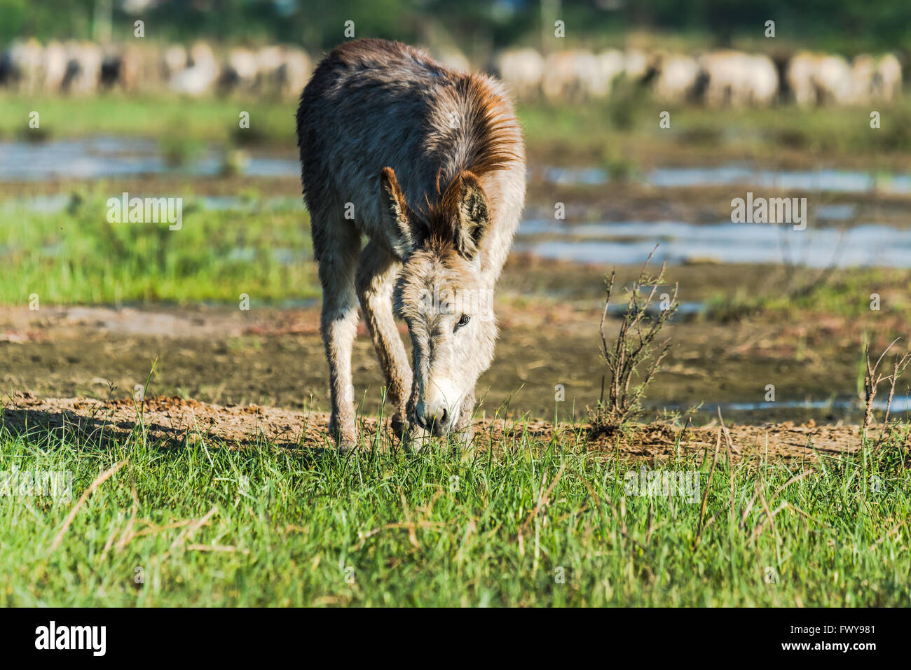 Indian donkey grazing. Many donkeys in India work long hours on ...