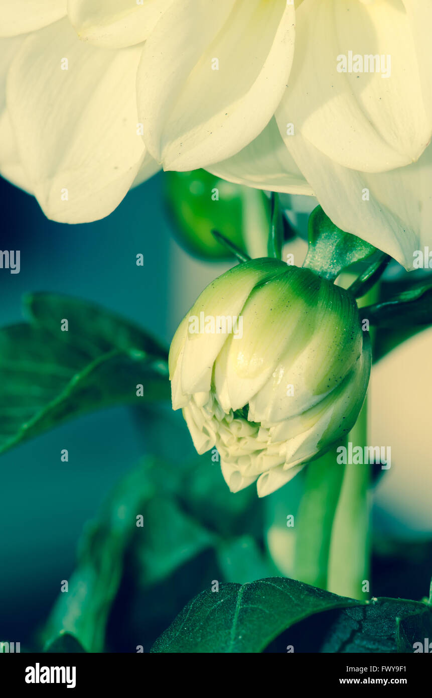 white bud on green background Stock Photo - Alamy