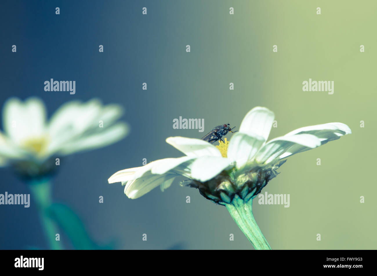 white daisy and fly on green background Stock Photo - Alamy