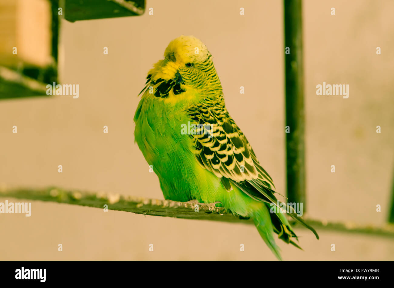 exotic green parrot bird sitting Stock Photo - Alamy