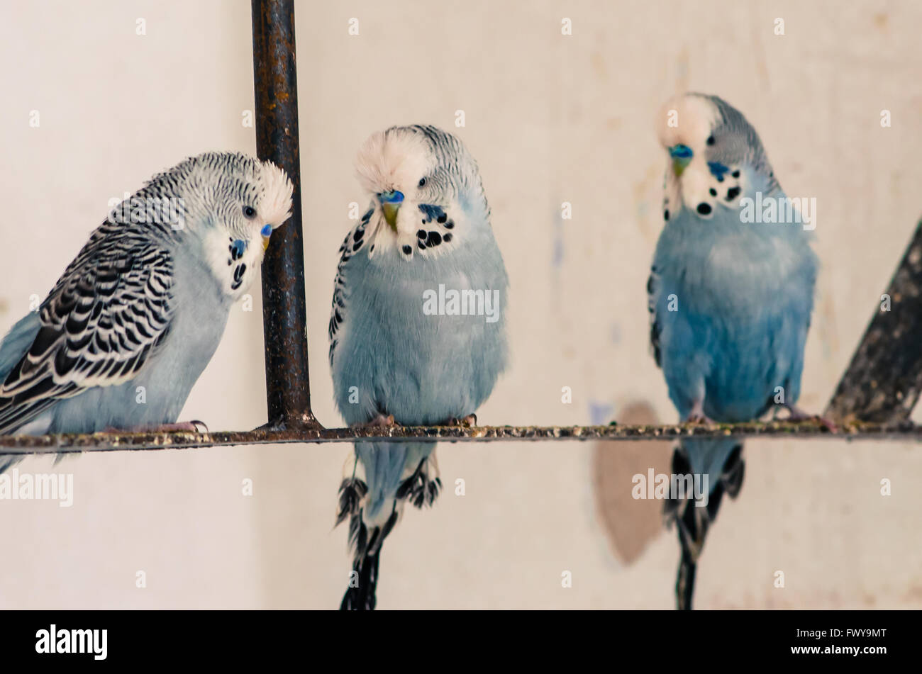 group of exotic blue parrots Stock Photo - Alamy