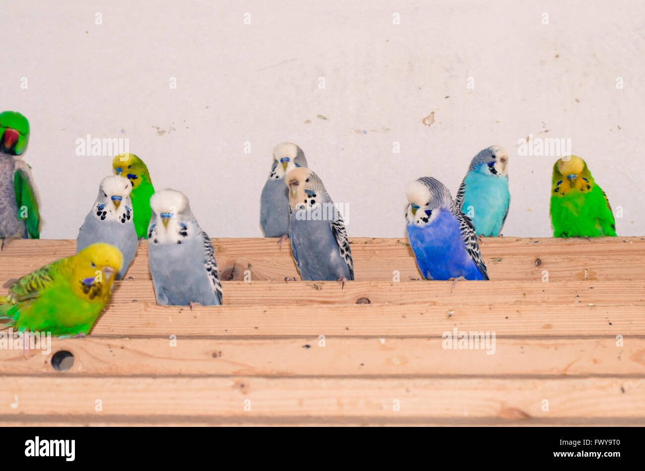 group of exotic colorful parrots Stock Photo - Alamy