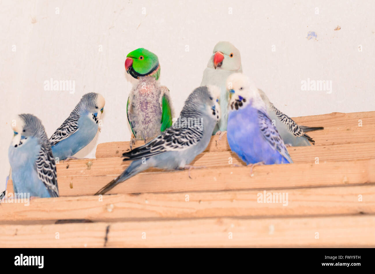 group of exotic colorful parrots Stock Photo - Alamy