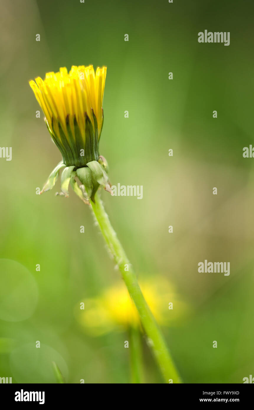 Detail of closed yellow dandelion bloom isolated on blur green ...