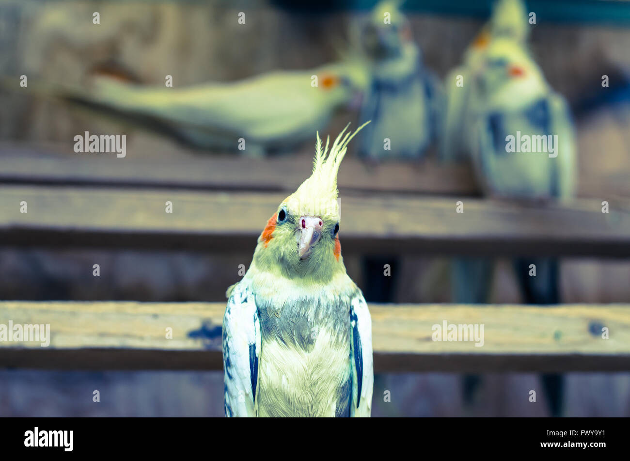 exotic colorful parrot bird sitting Stock Photo - Alamy