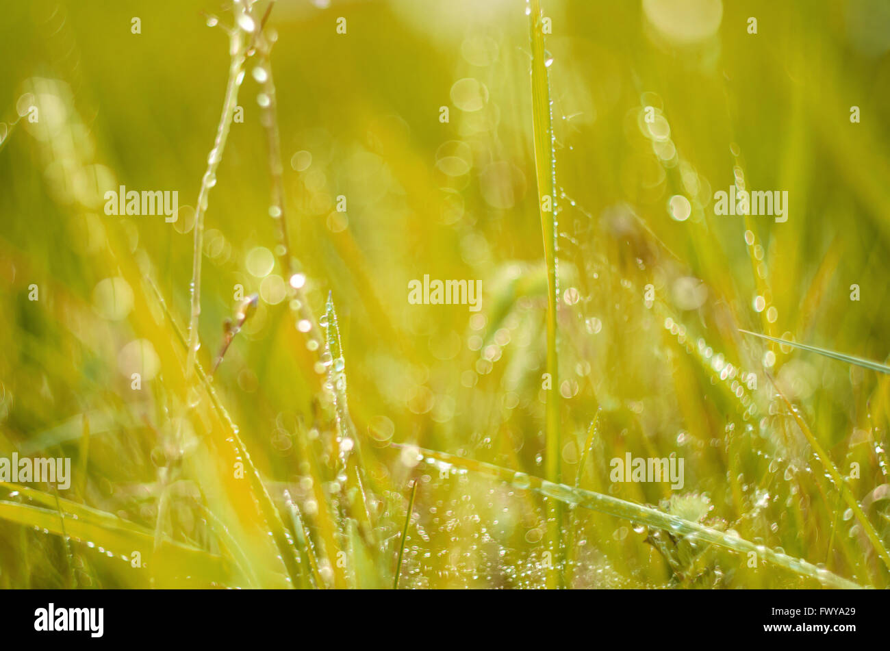 Sunlight and dew hi-res stock photography and images - Alamy