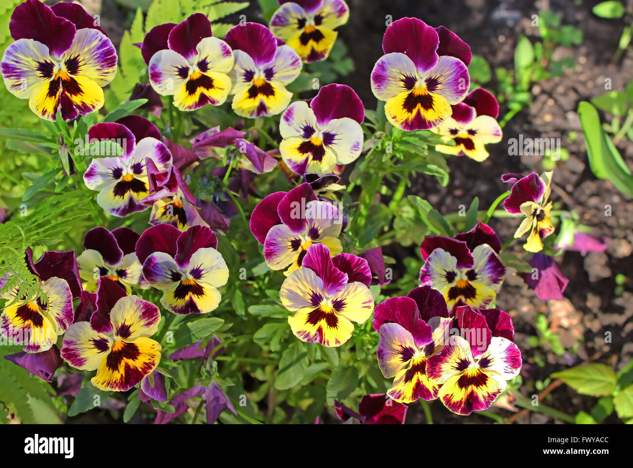 First pansy flowers at spring in the garden Stock Photo - Alamy